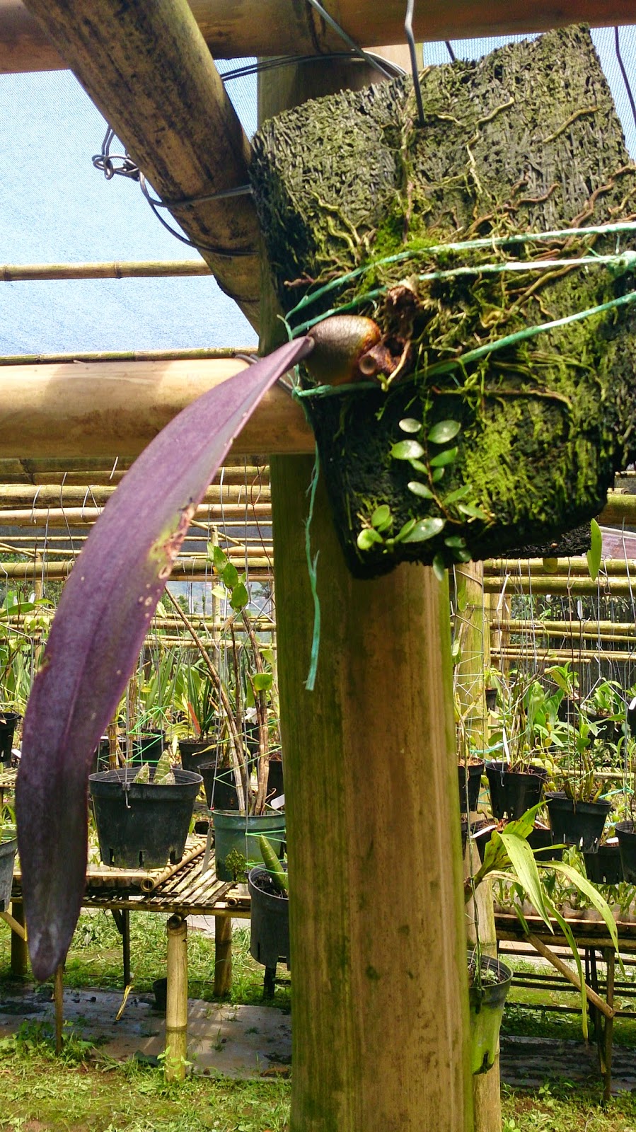 CENTRA ANGGREK: Bulbophyllum Phalaenopsis (anggrek dasi)