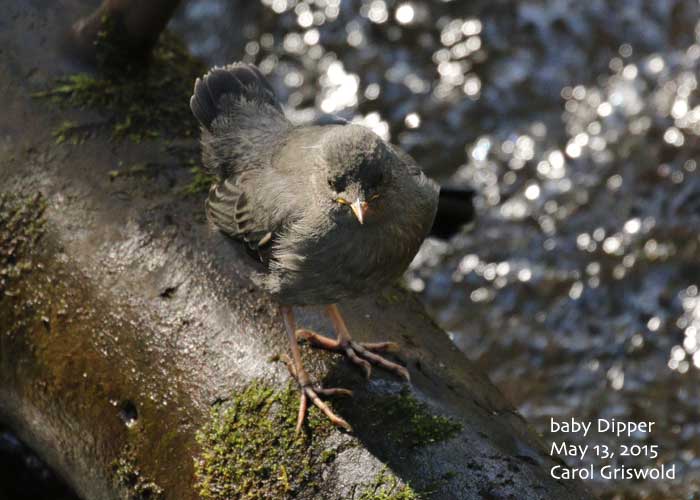 Sporadic Bird from Seward, Alaska : Wednesday, May 13, 2015 Baby Dippers!