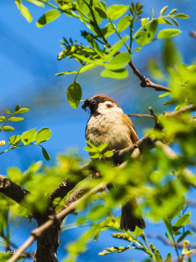 Foto: Vrabia de camp