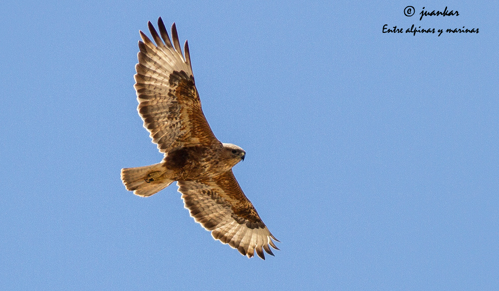 Entre alpinas y marinas.: Ratonero canario.