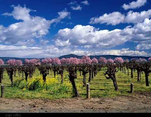 Renée Finberg ' TELLS ALL ' in her blog of her Adventures in Design: To ...