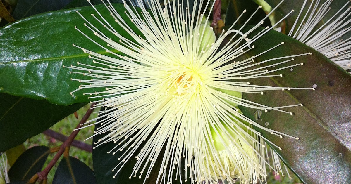 Singapore Plants Lover: Yellow powerpuff flower