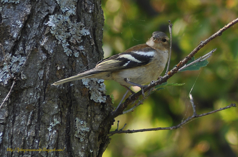 In linii mari: Pasari