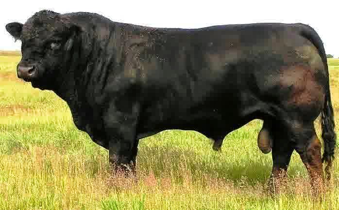 GAMBAR SAPI LIMOUSINE / SAPI LIMOSIN 1 | GAMBAR SAPI