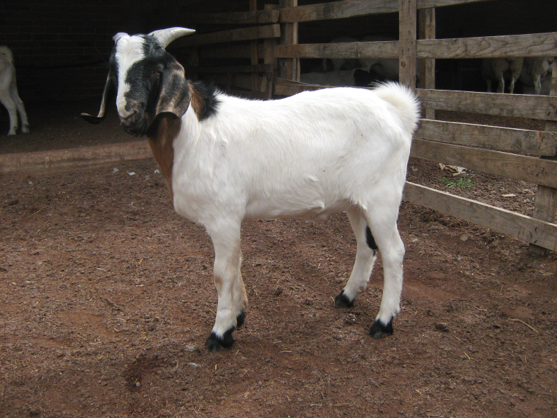 Criadero de Chivos Boer
