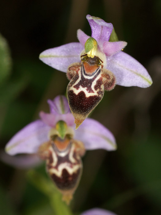 The Orchids of Cyprus: Ophrys lapethica
