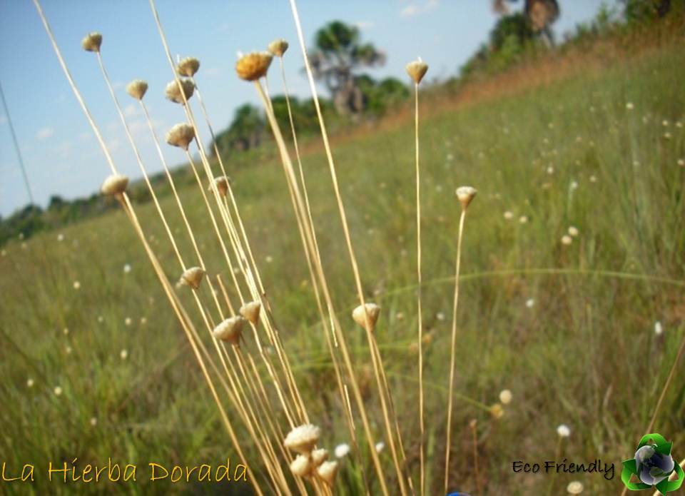 La Hierba Dorada