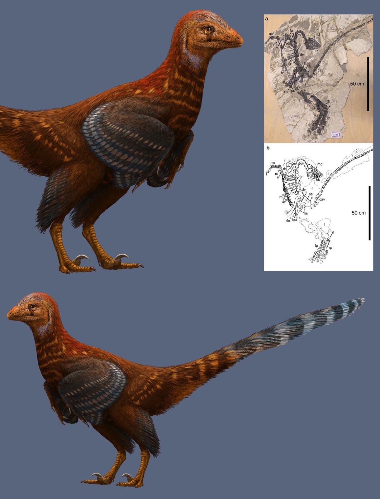 Species New to Science: [Paleontology • 2017] Jianianhualong tengi ...