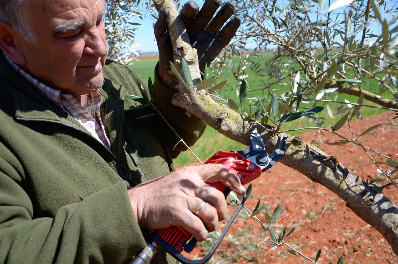Pruning olive trees: “Without too much wood, the olives will be better ...