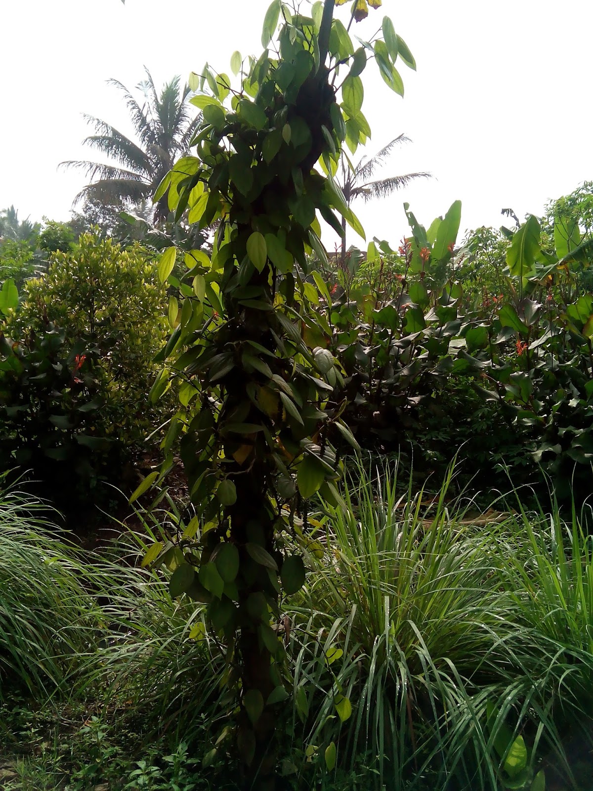 Lada Panjat di Kebun Pesantren Besar Foto | Katabah Komarudin Tasdik