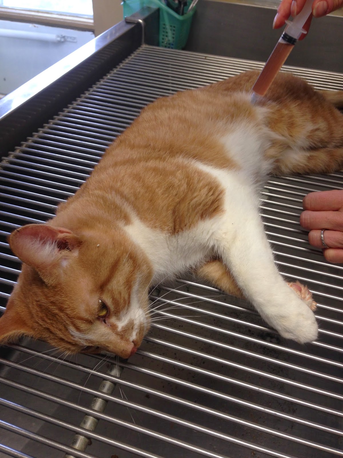 Diary of a Real-Life Veterinarian: Custard's (Almost) Last Stand. The ...