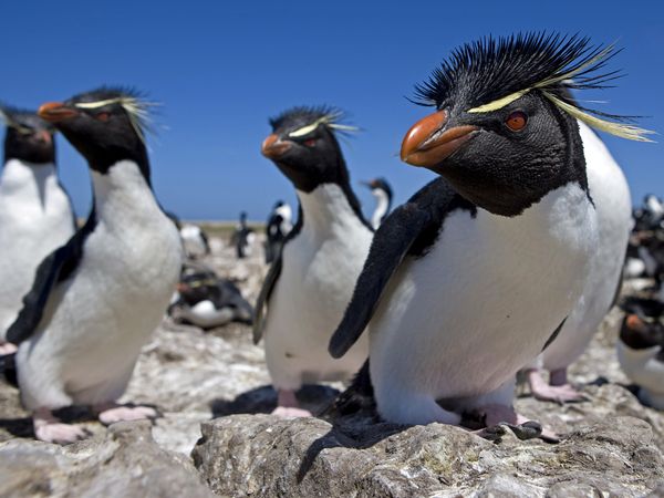 Rockhopper Penguin | The Life of Animals
