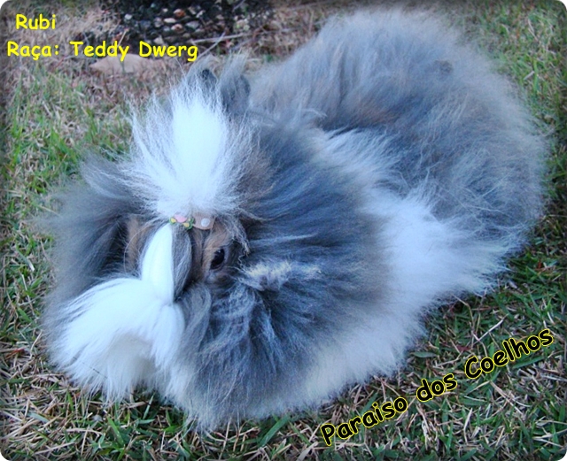 Teddy Dwerg Paraiso: Filhotes vendidos