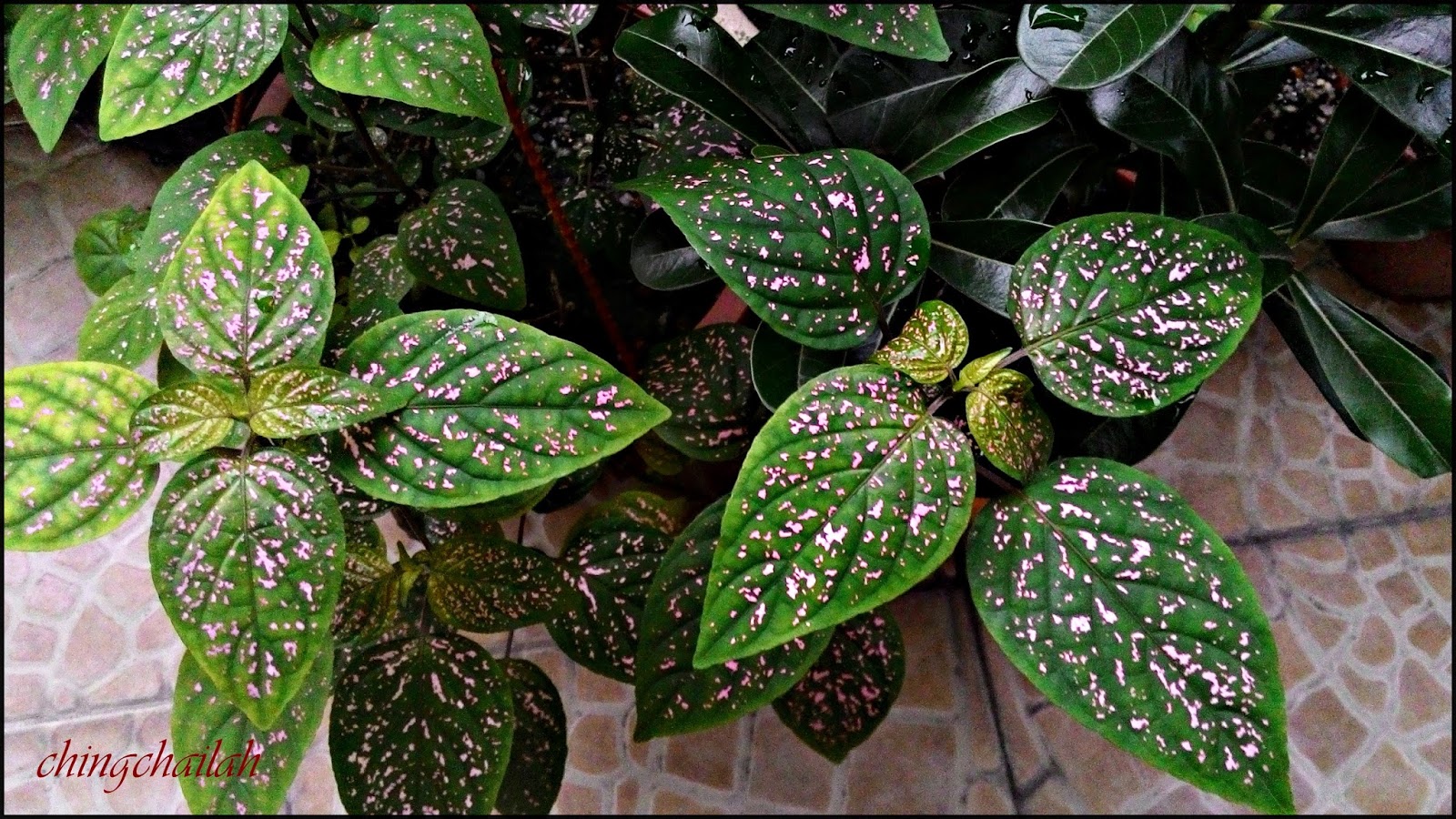 Simple Living In Nancy: Polka Dots Leaves Plant Growing In My Garden.