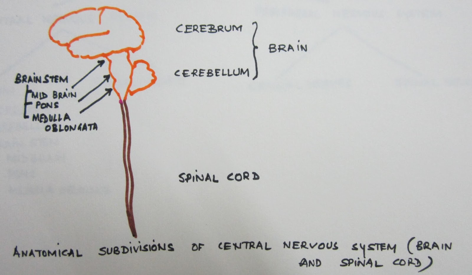 Brain & Mind - A to Z: Basic Neuroanatomy for the Beginner ( Brain ...