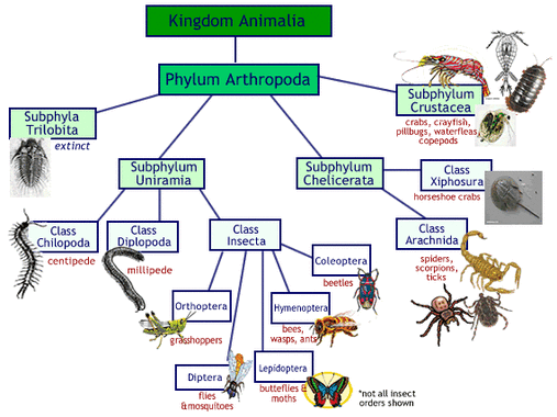 Pengertian, Ciri-Ciri Arthropoda Lengkap Klasifikasi, Sistem Organ, Peranan - Artikel Materi ...