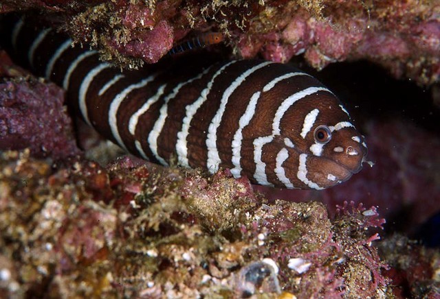 Peces e invertebrados del Mar de Cortés: Gymnomuraena zebra
