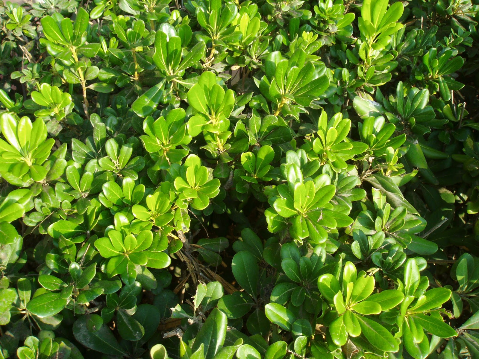 PITOSPORO: Pittosporum tobira | Plantas rioMoros