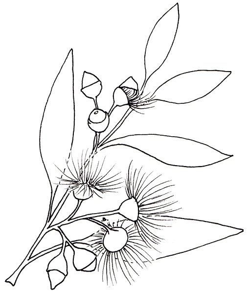 Gumnut Blossoms Australian Flowers Printable Native Drawings Template ...