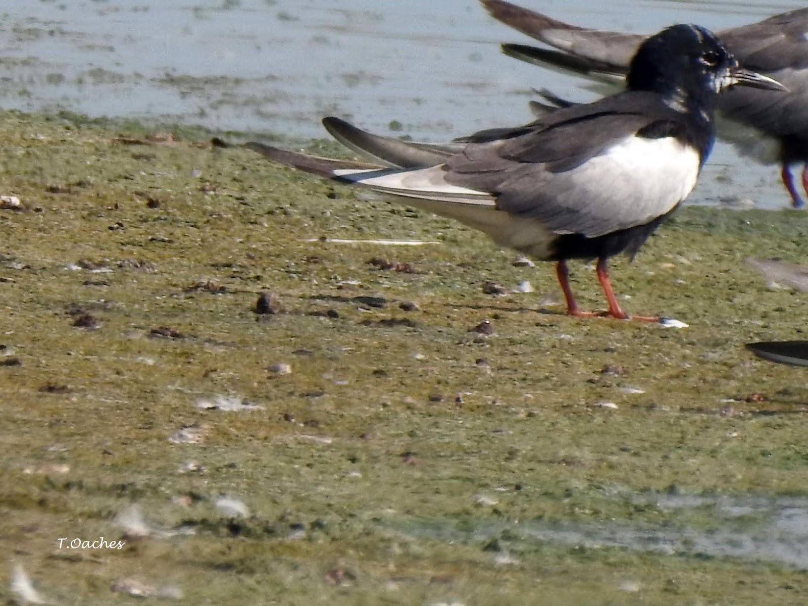 PASARI DIN ROMANIA: CHIRIGHITA CU ARIPI ALBE, Chlidonias leucopterus