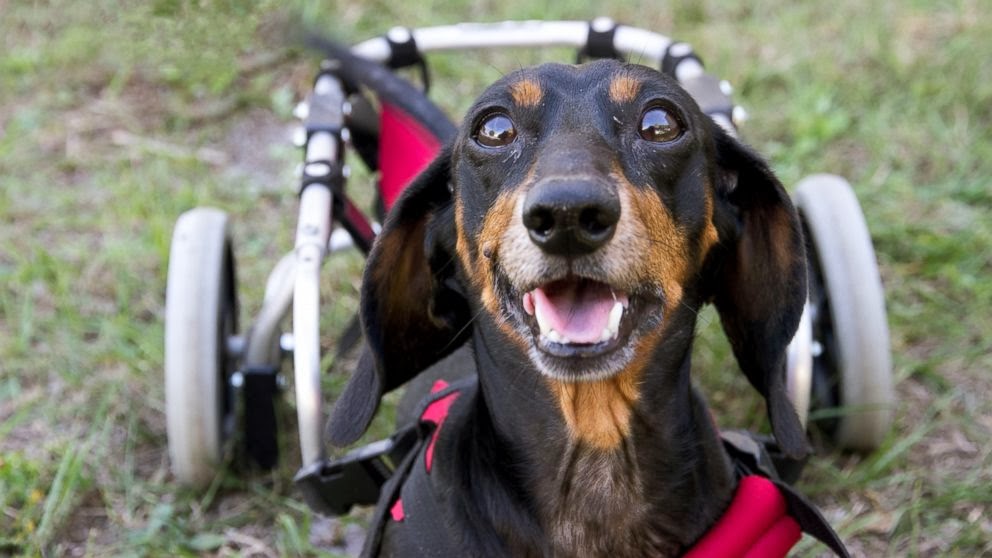 Pequeño perro paralítico rescatado de un basurero se convierte en ...