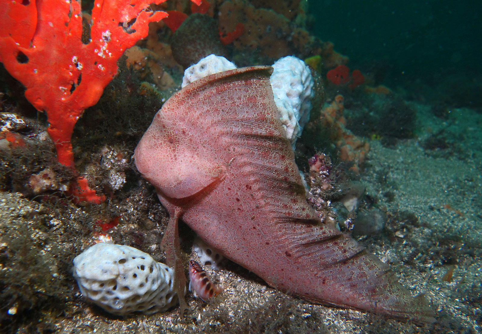Real Monstrosities: Australian Prowfish
