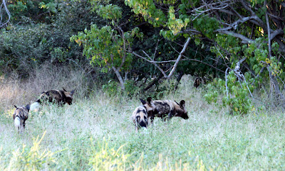 travelswithkathleen: African wild dogs