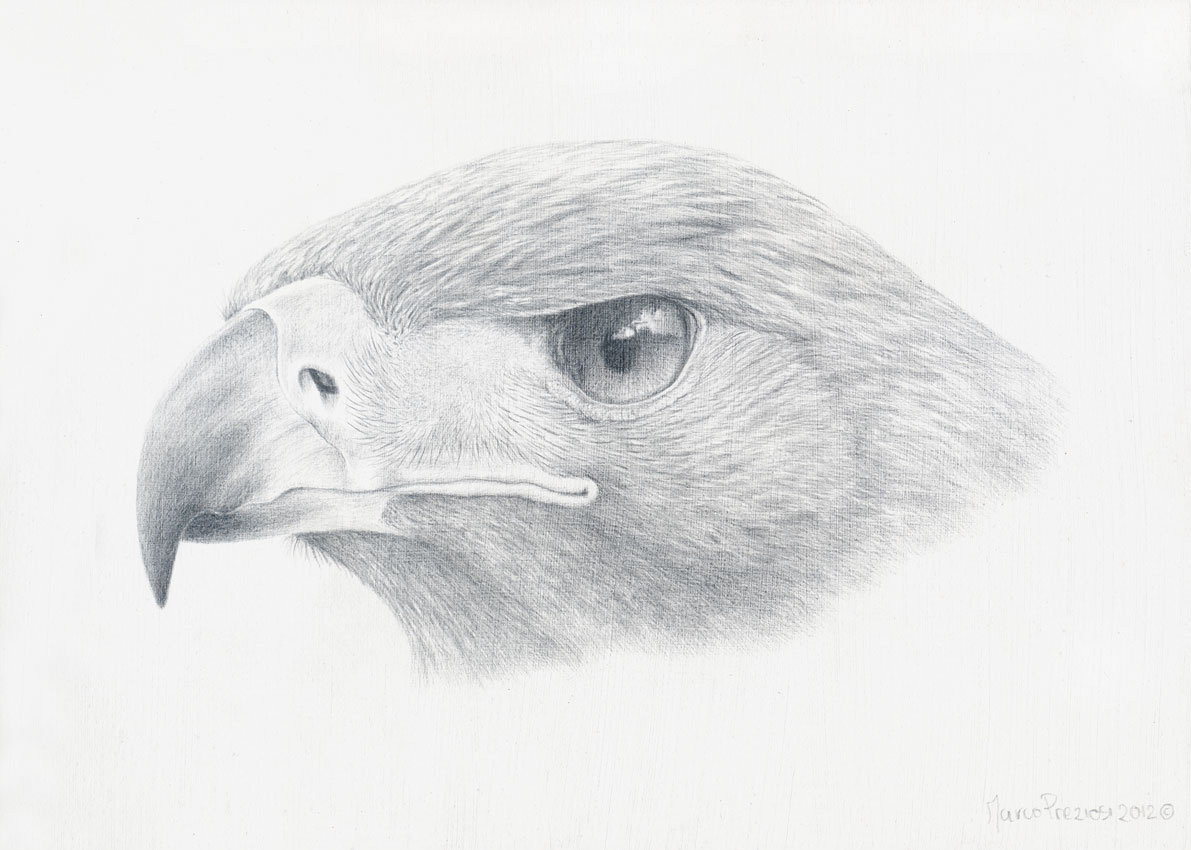 Marco Preziosi - Wildlife Artist: Aquila reale