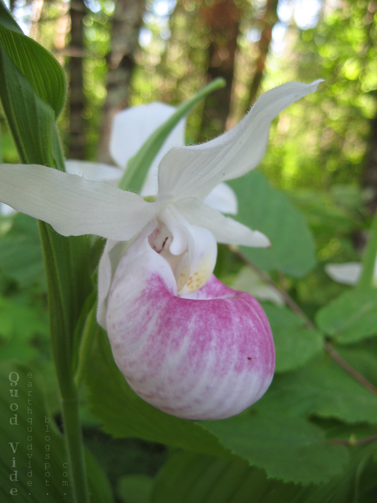 Quod Vide: Minnesota is Epic (Expanded Version)