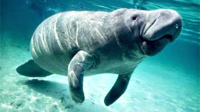 EL AJUSTE DE CUENTOS: HILARY CLINTON - EL IQM - EL MANATÍ CUMPLIÓ AÑOS ...