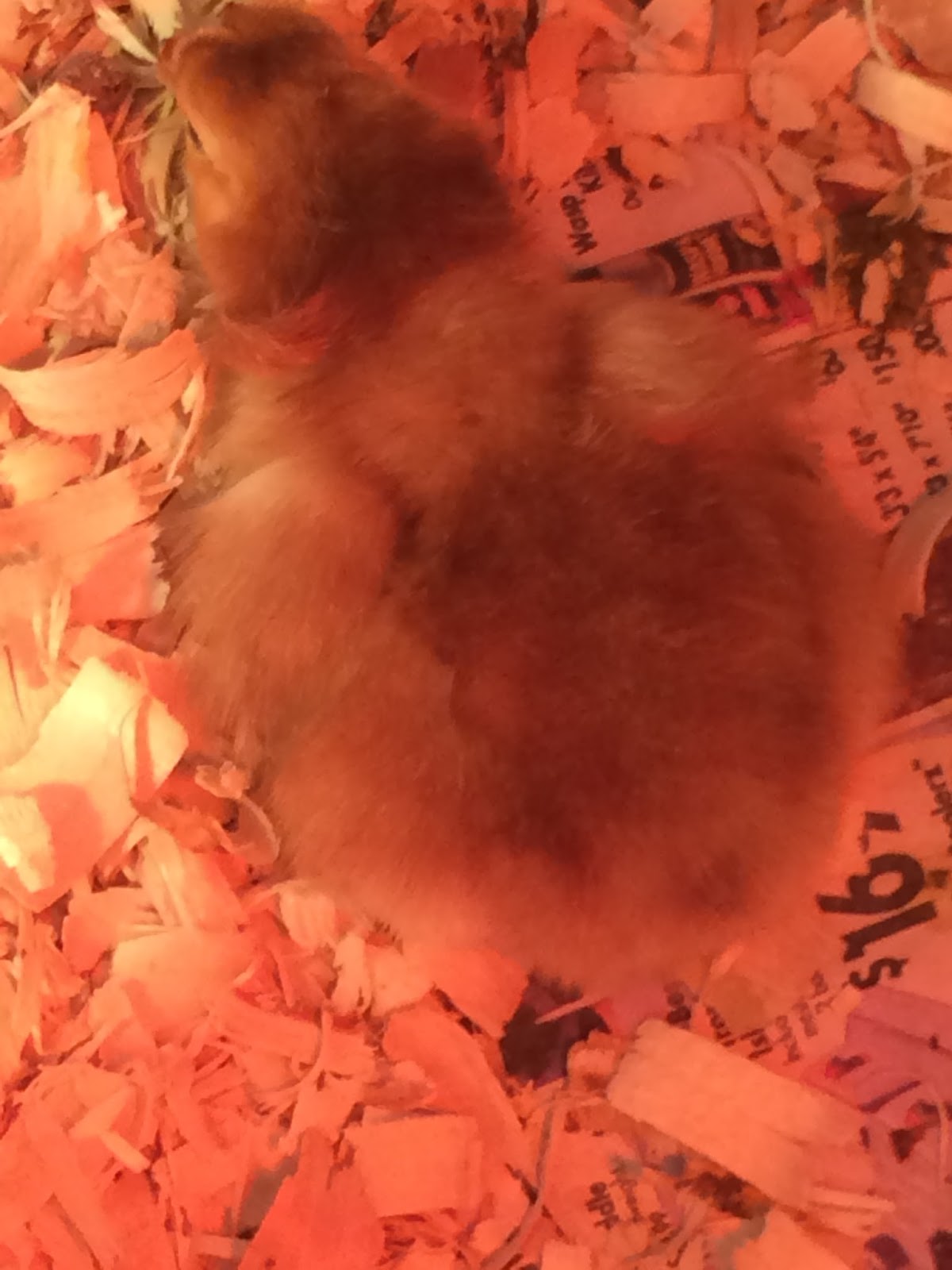 Miss Stetson's Classroom: Hatching Chickens in the Classroom
