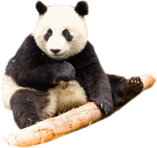 Render - Panda | Renders Dez