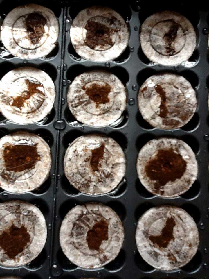 Two Sisters Gardening: Starting seeds indoors
