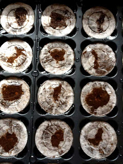 Two Sisters Gardening: Starting seeds indoors