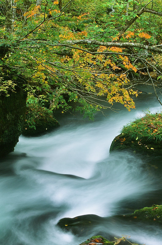 Roving Light TravelPhotoBlog: Oirase Stream, Tohoku Japan