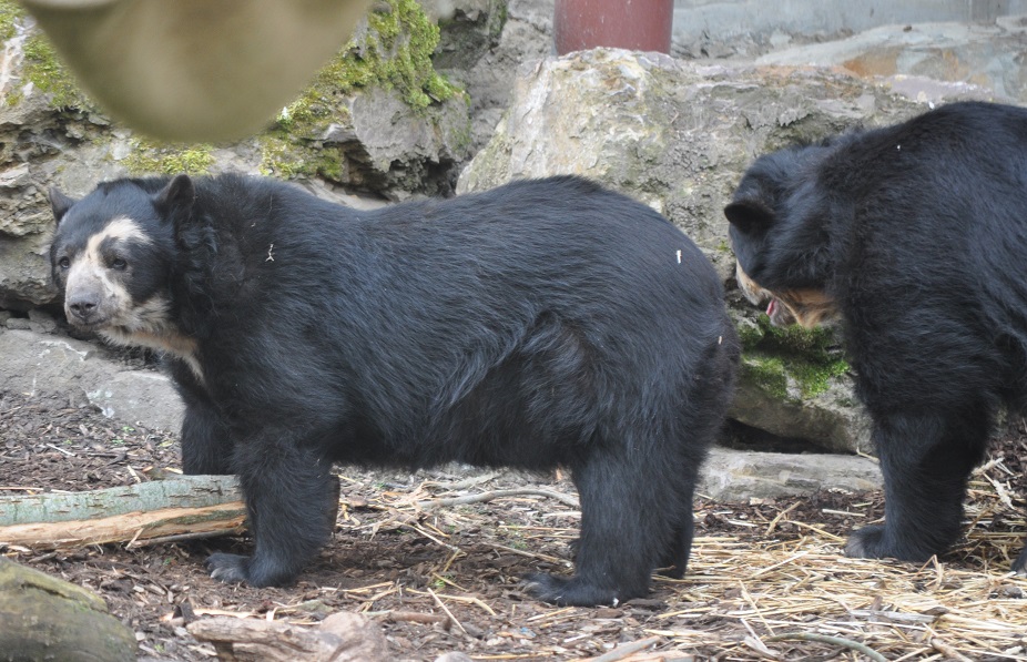 ZOOTOGRAFIANDO (6.100 ANIMALS): OSO DE ANTEOJOS O OSO DE LOS ANDES ...