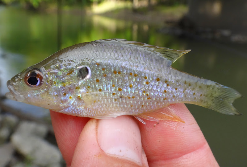 Ben Cantrell's fish species blog: Northeast Illinois in a day