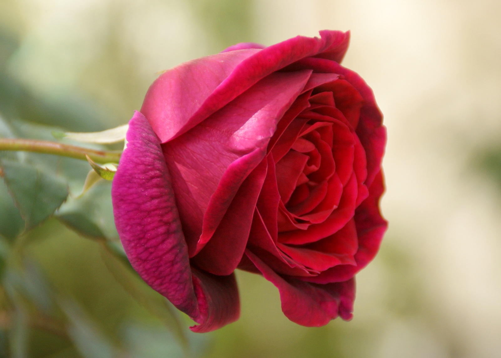 Organic Garden Dreams: March Roses