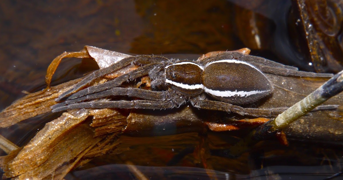 Northwest Norfolk Naturalists: Off Patch: Fen Raft Spider