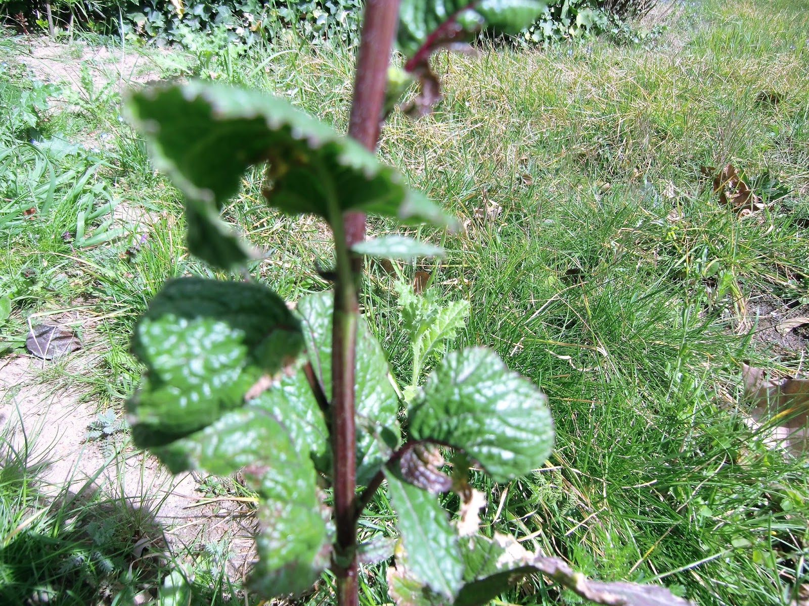 Plantas de Huerta Otea, Salamanca: Nabo silvestre (Brassica rapa susp ...