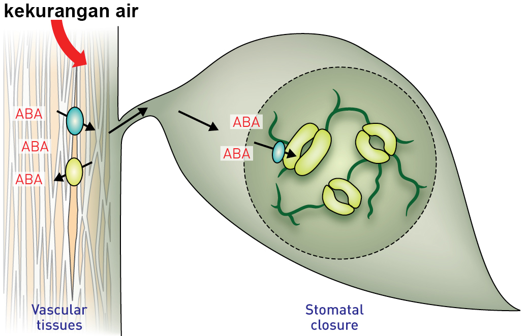 Proses Mekanisme Absisi Daun - Generasi Biologi