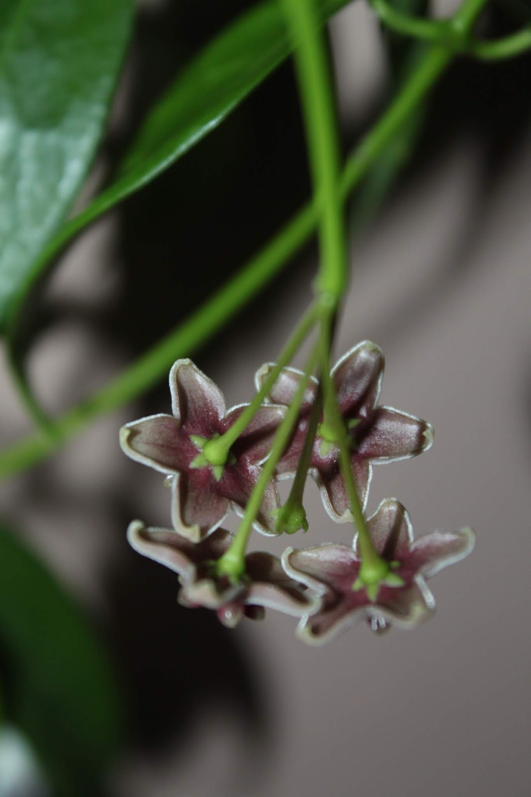 Hoyapassion: Hoya rubida