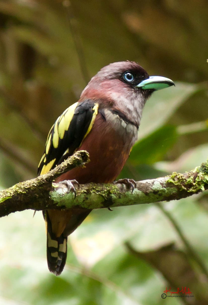 SOUTH EAST ASIA BIRDS - Malaysia birds paradise: Banded Broadbill ...