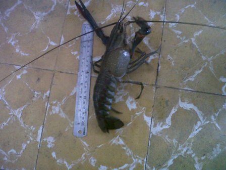 Medan CrayFish | CrawFish | Crawdad: How to Measure Crawfish / Crayfish
