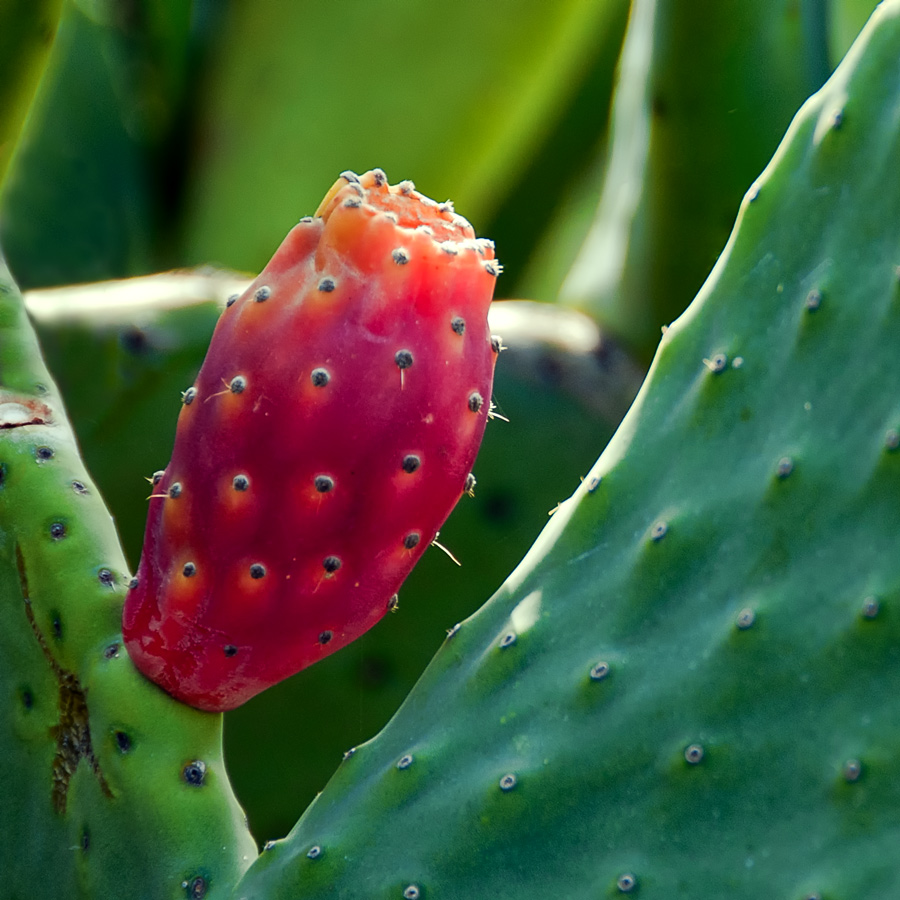 A comerse el mundo: Curiosidades para el verano II (El Higo Chumbo)