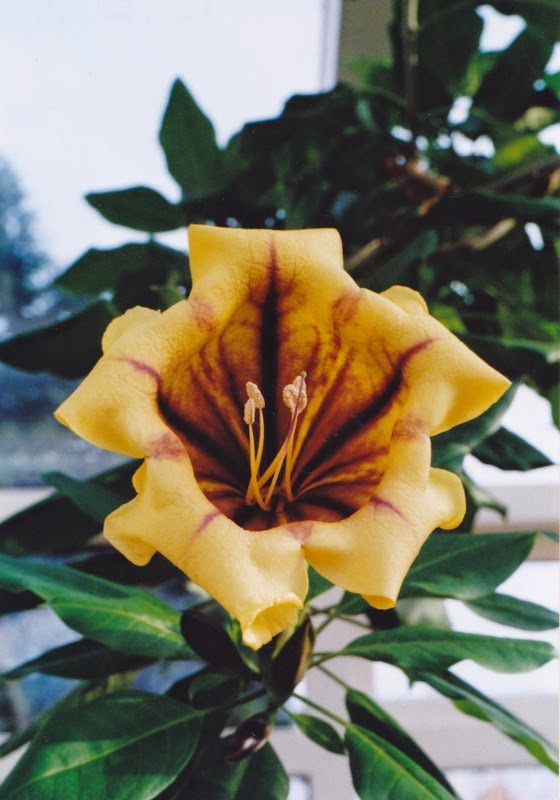 Het Bloeiende Buitenleven: HET WONDER VAN DE SOLANDRA GRANDIFLORA - THE ...