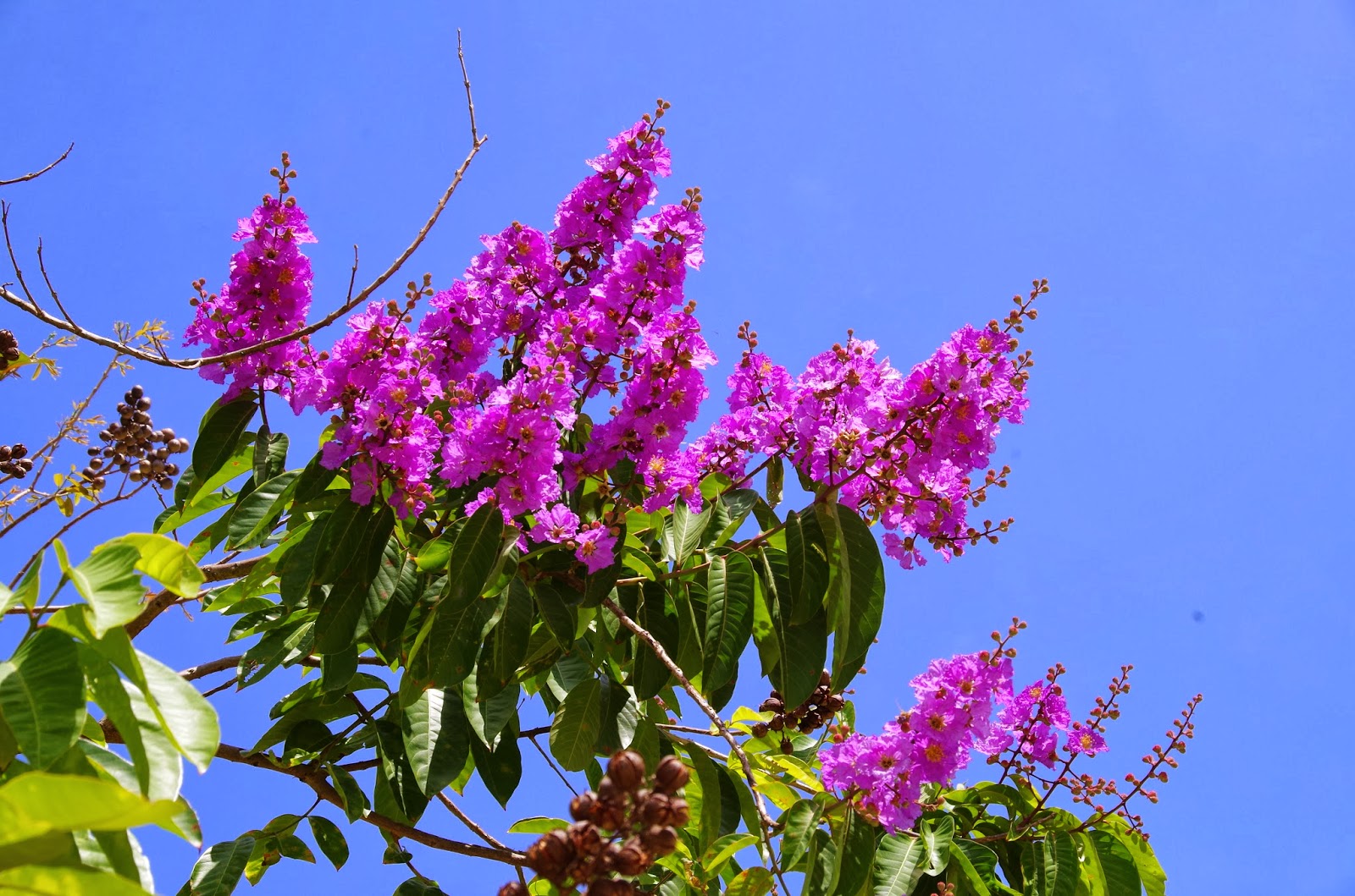 MODOS DE OLHAR: Resedá-gigante (Lagerstroemia speciosa) escumilho ...
