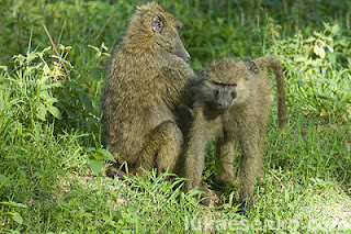 All About Animal Wildlife: Baboon Animal Facts Photos and Images