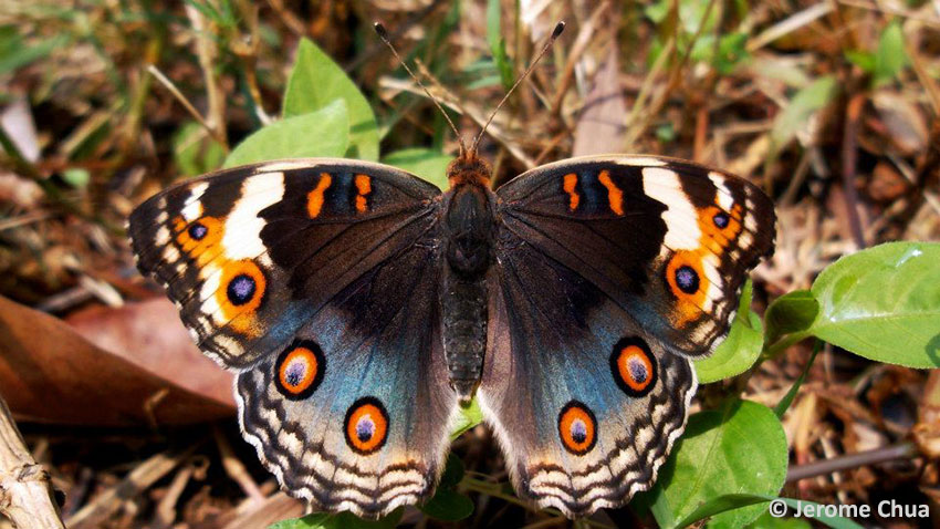 Butterflies of Singapore: Butterfly of the Month - October 2014