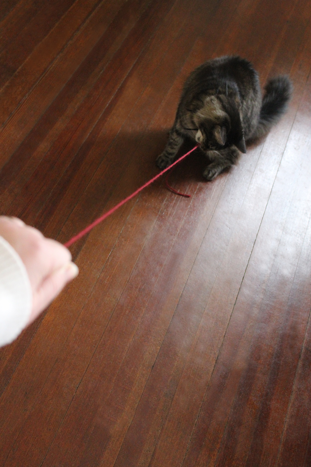 Southern Mom Loves: How to Safely Transition Your Cat to a New Food